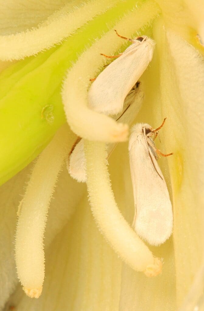 Featured Creature: Yucca - Biodiversity for a Livable Climate