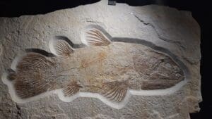 Featured Creature: Coelacanth - Biodiversity for a Livable Climate