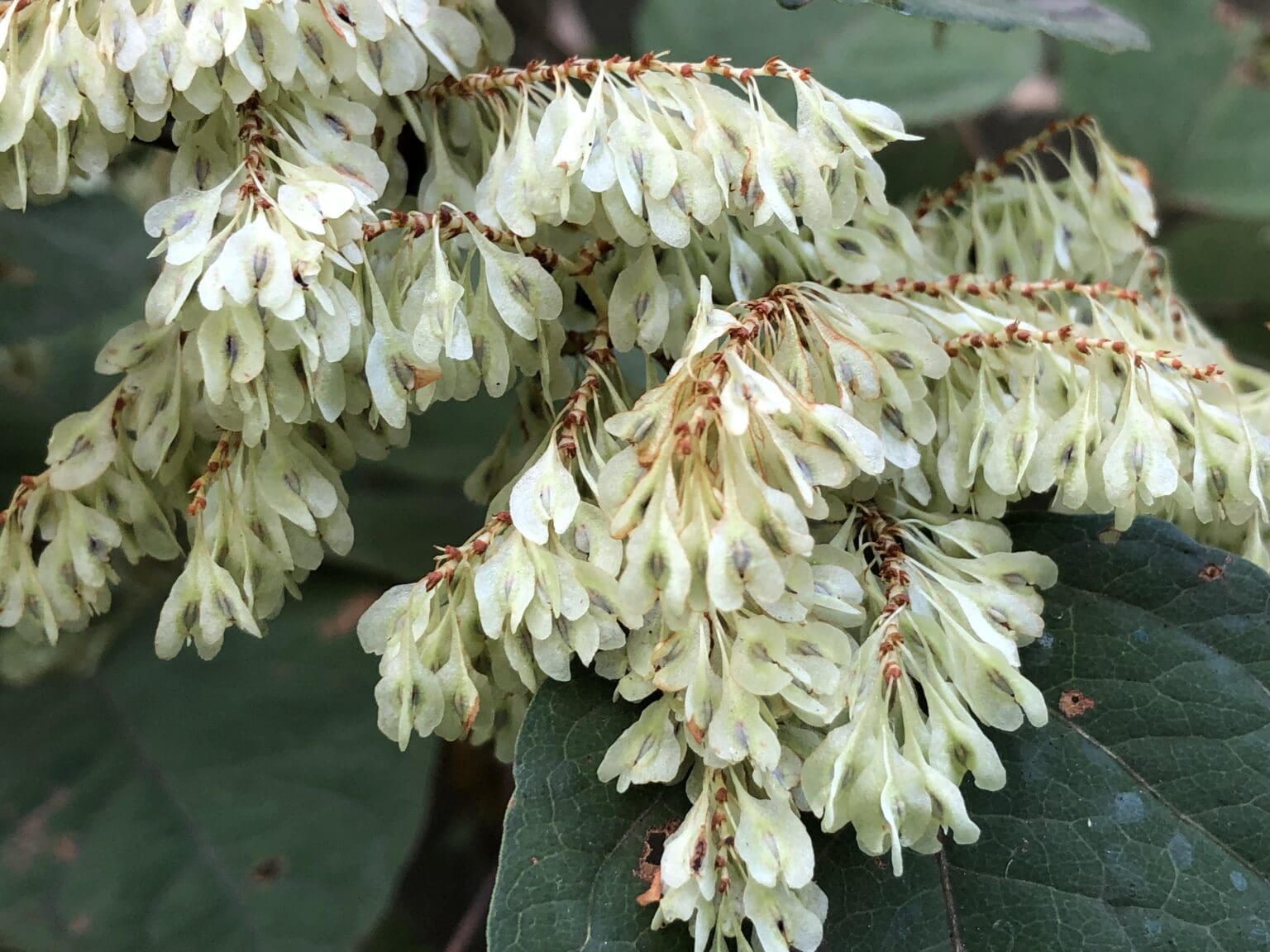 Featured Creature: Japanese Knotweed - Biodiversity for a Livable Climate