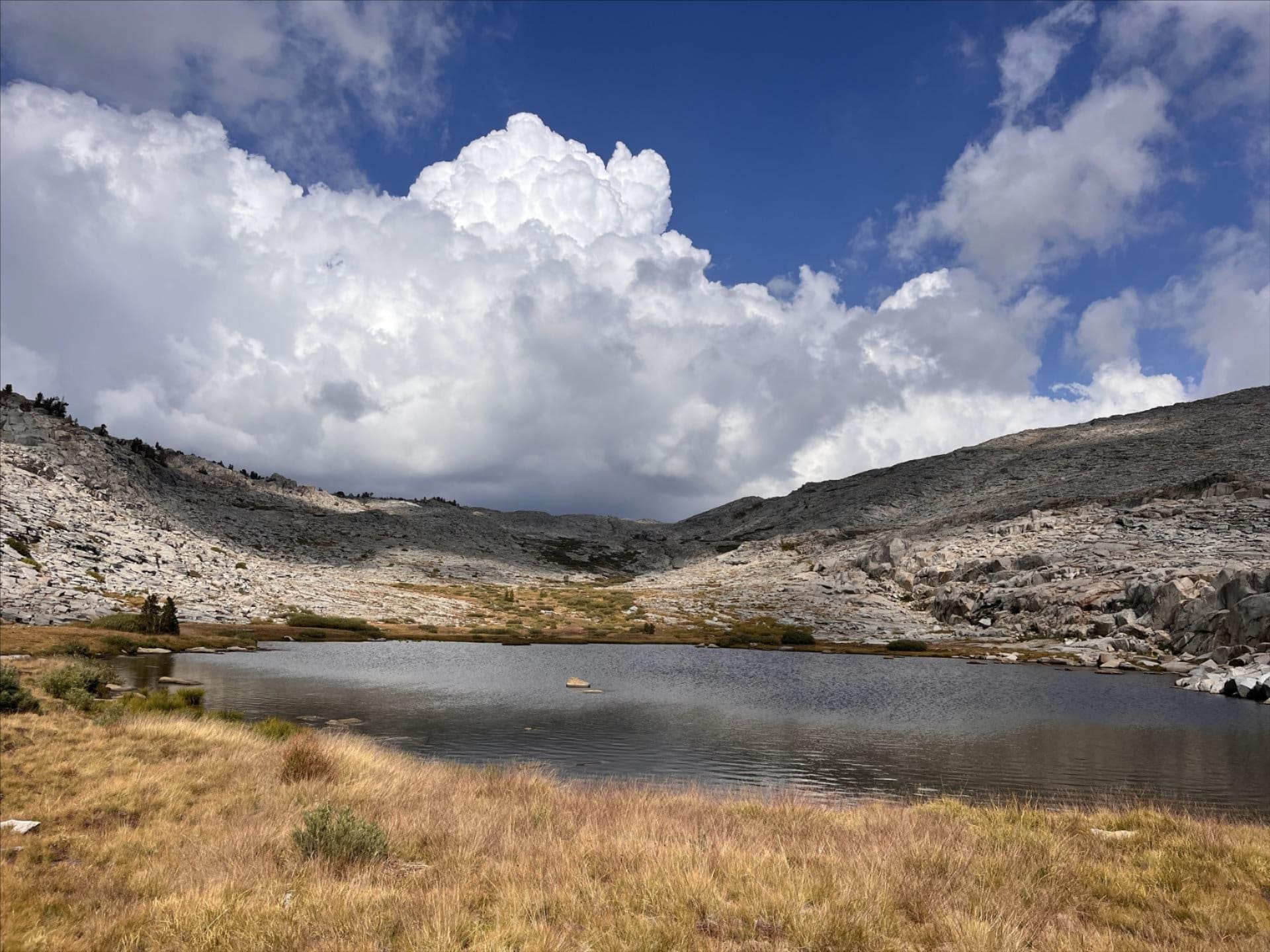 Featured Creature: Macrotermes Termites - Biodiversity for a Livable ...