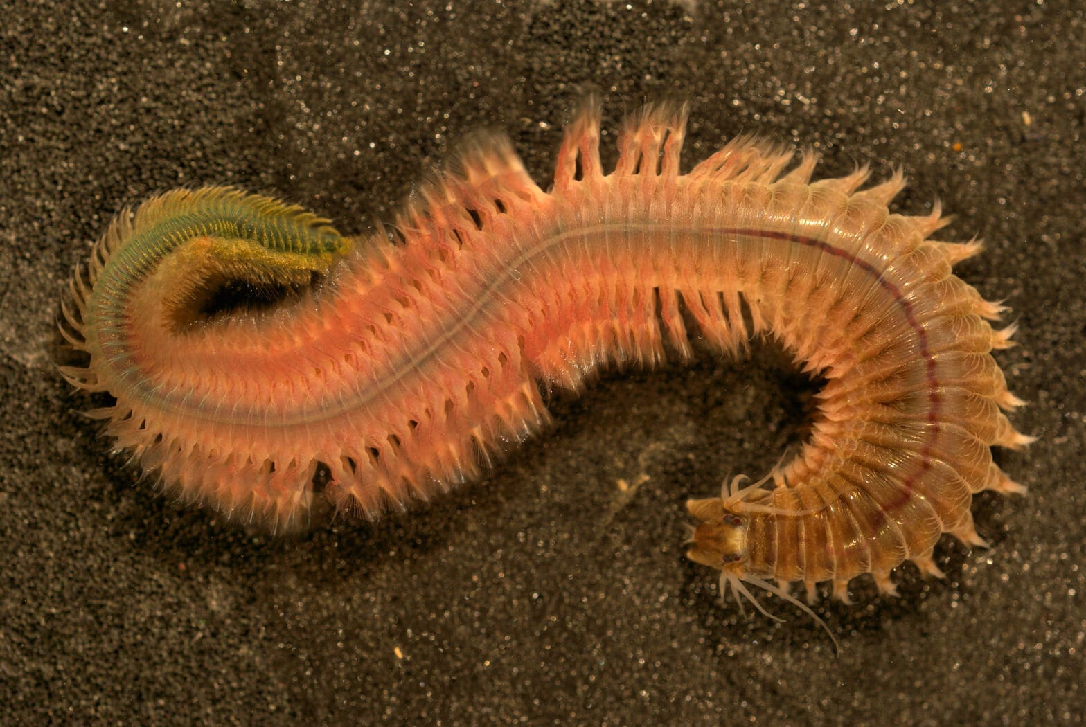 Featured Creature: Clamworm - Biodiversity for a Livable Climate