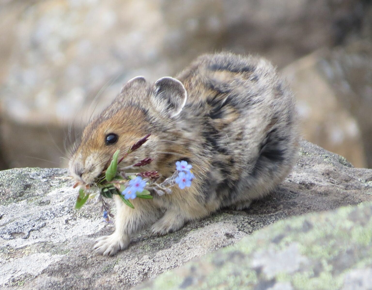 Featured Creature: Pika - Biodiversity for a Livable Climate