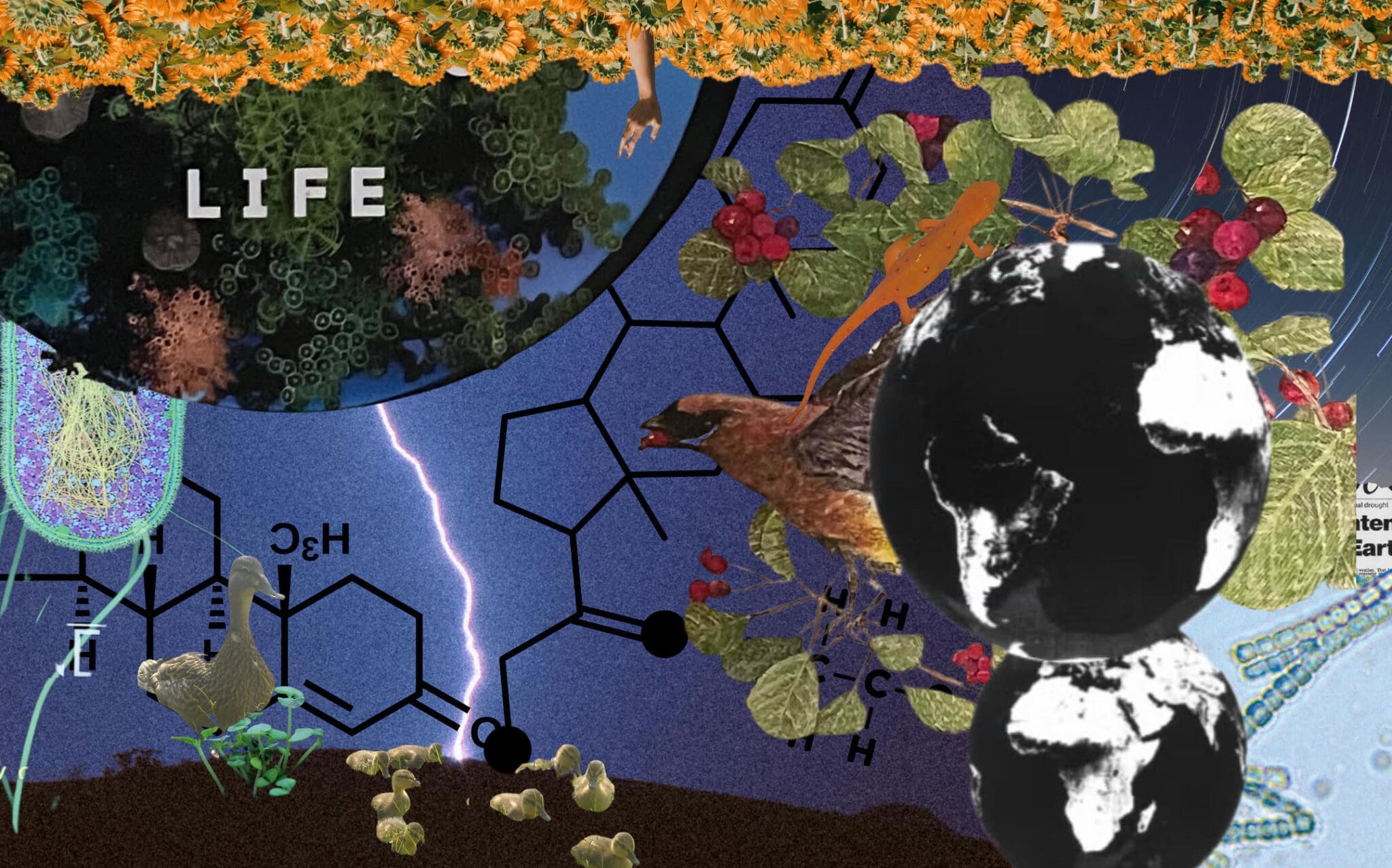 Biodiversity 12: Earth Alive – Exploring Our Home - Biodiversity for a ...