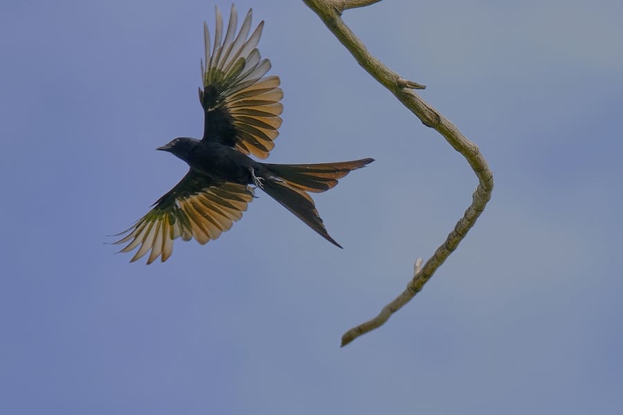 Featured Creature: Black Drongo - Biodiversity for a Livable Climate