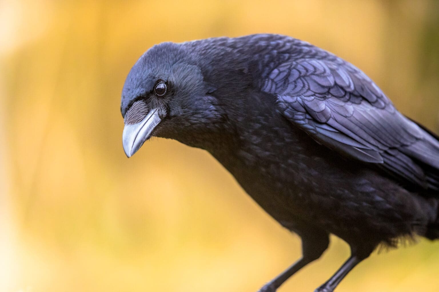 Featured Creature: Crow - Biodiversity for a Livable Climate