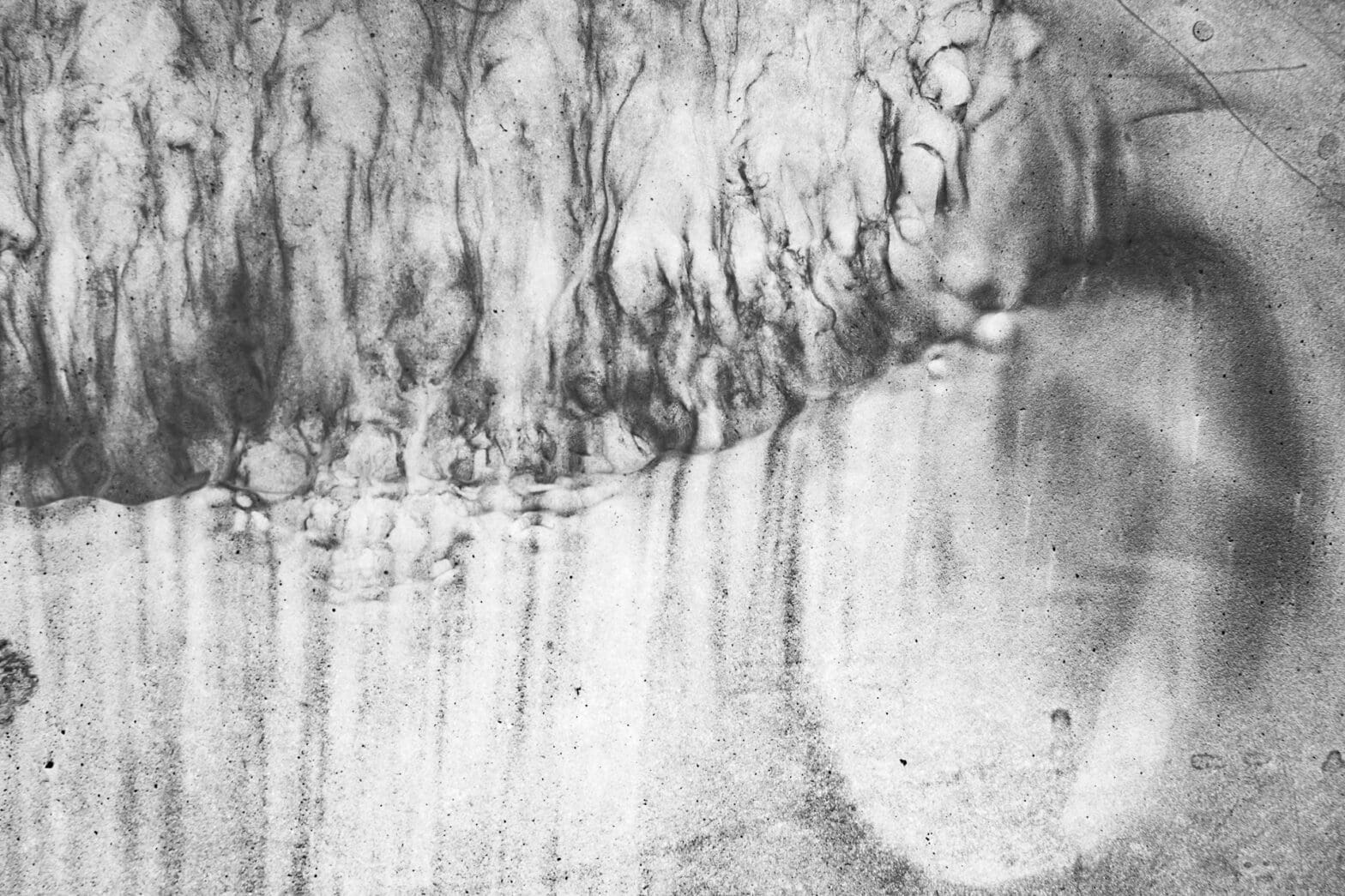 Featured Creature: Pando - Biodiversity for a Livable Climate