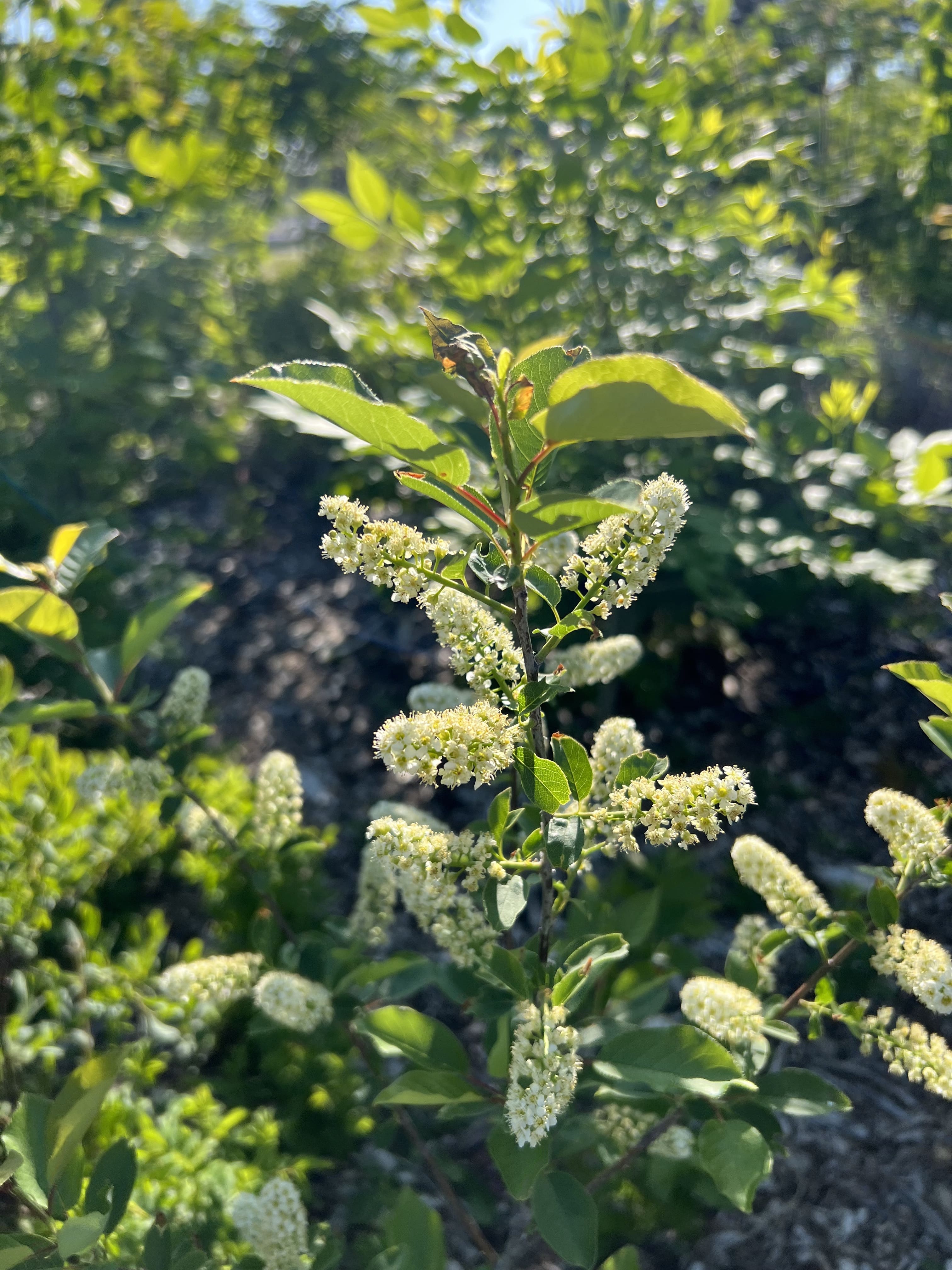 Danehy Park Forest - Biodiversity for a Livable Climate