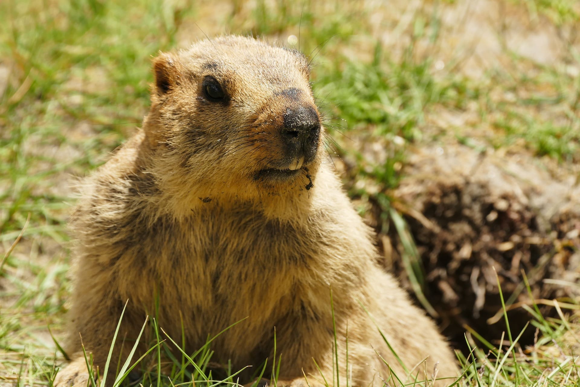 Featured Creature: Groundhog - Biodiversity for a Livable Climate