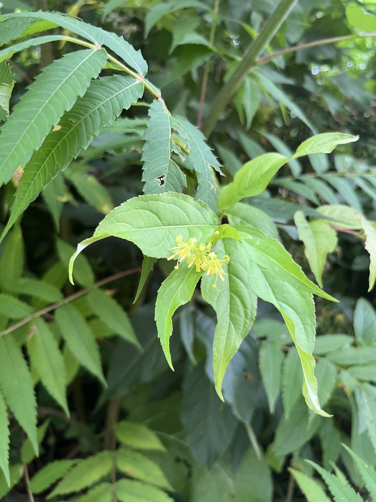 What are these tiny forests’ big benefits anyway? - Biodiversity for a ...