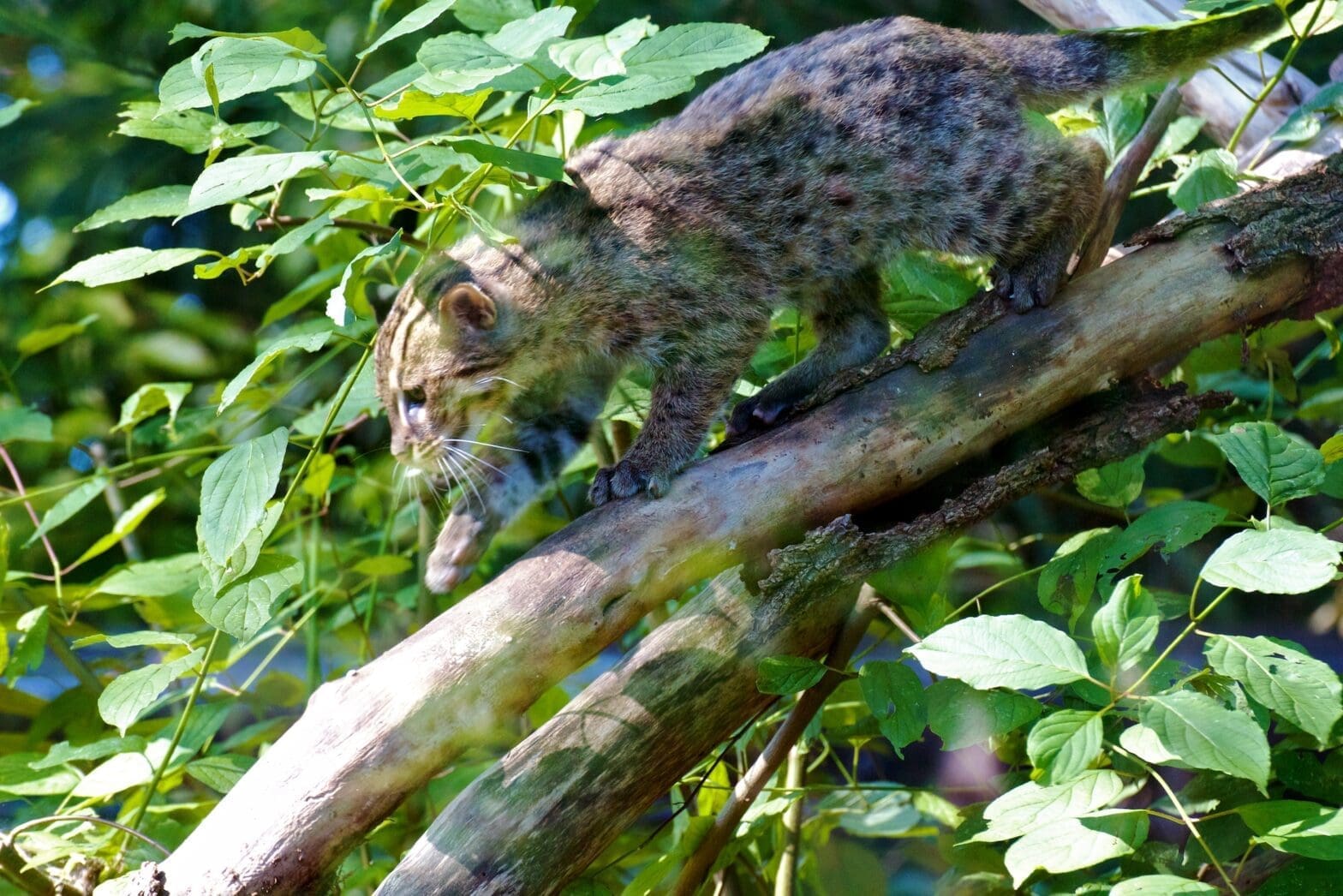 Featured Creature: Fishing Cat - Biodiversity for a Livable Climate