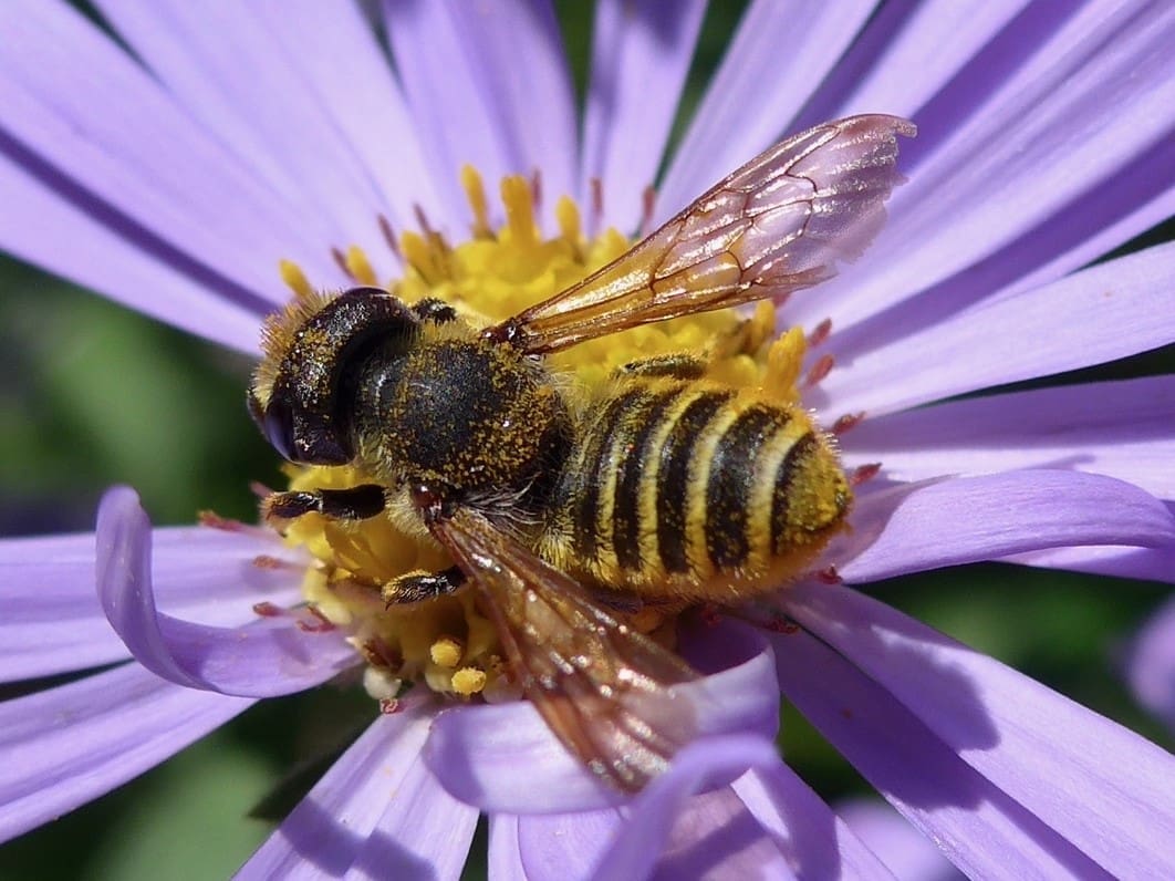 Featured Creature: Leafcutter Bee - Biodiversity for a Livable Climate