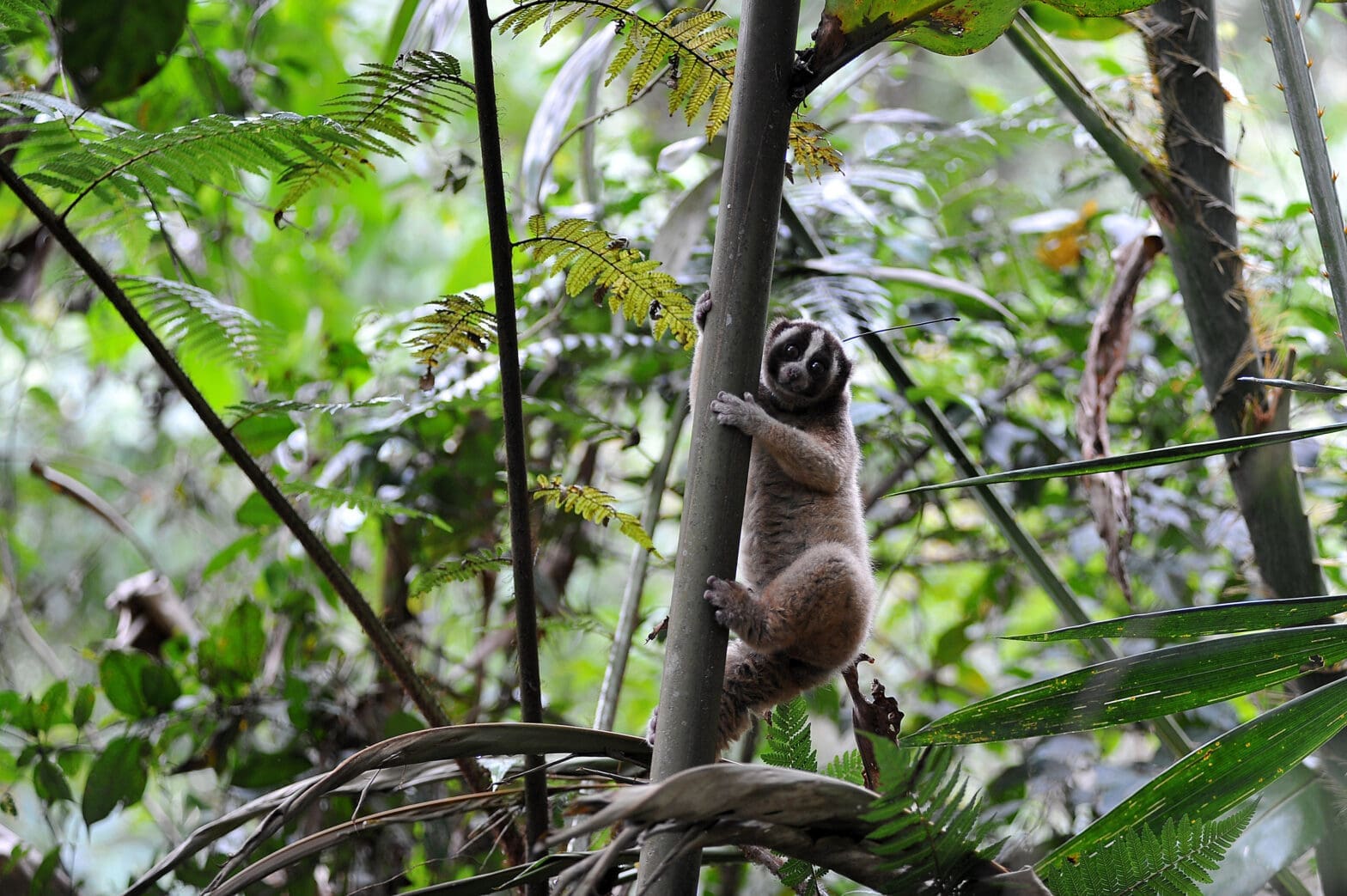 Featured Creature: Slow Loris - Biodiversity for a Livable Climate