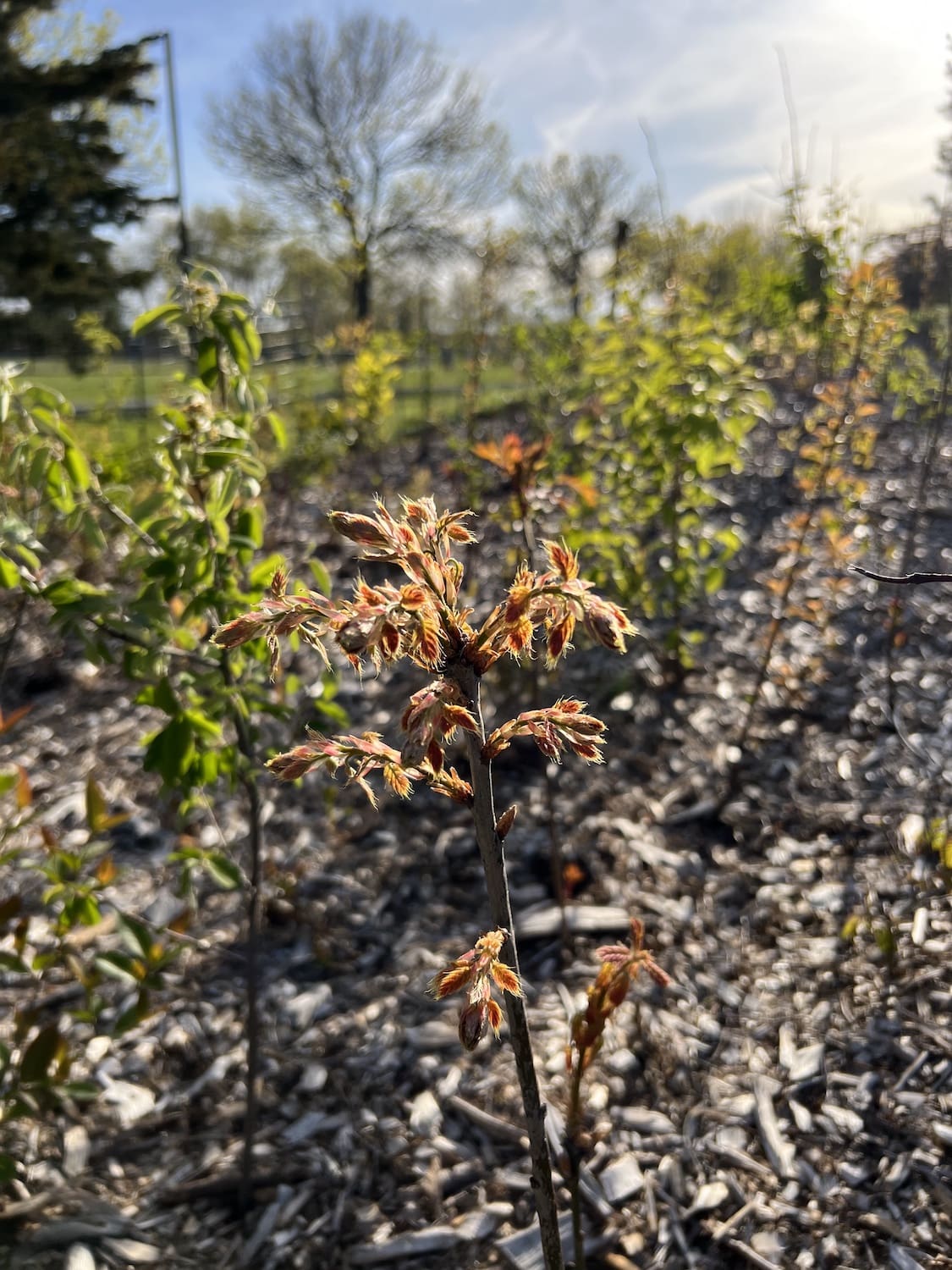 Danehy Park Forest - Biodiversity for a Livable Climate