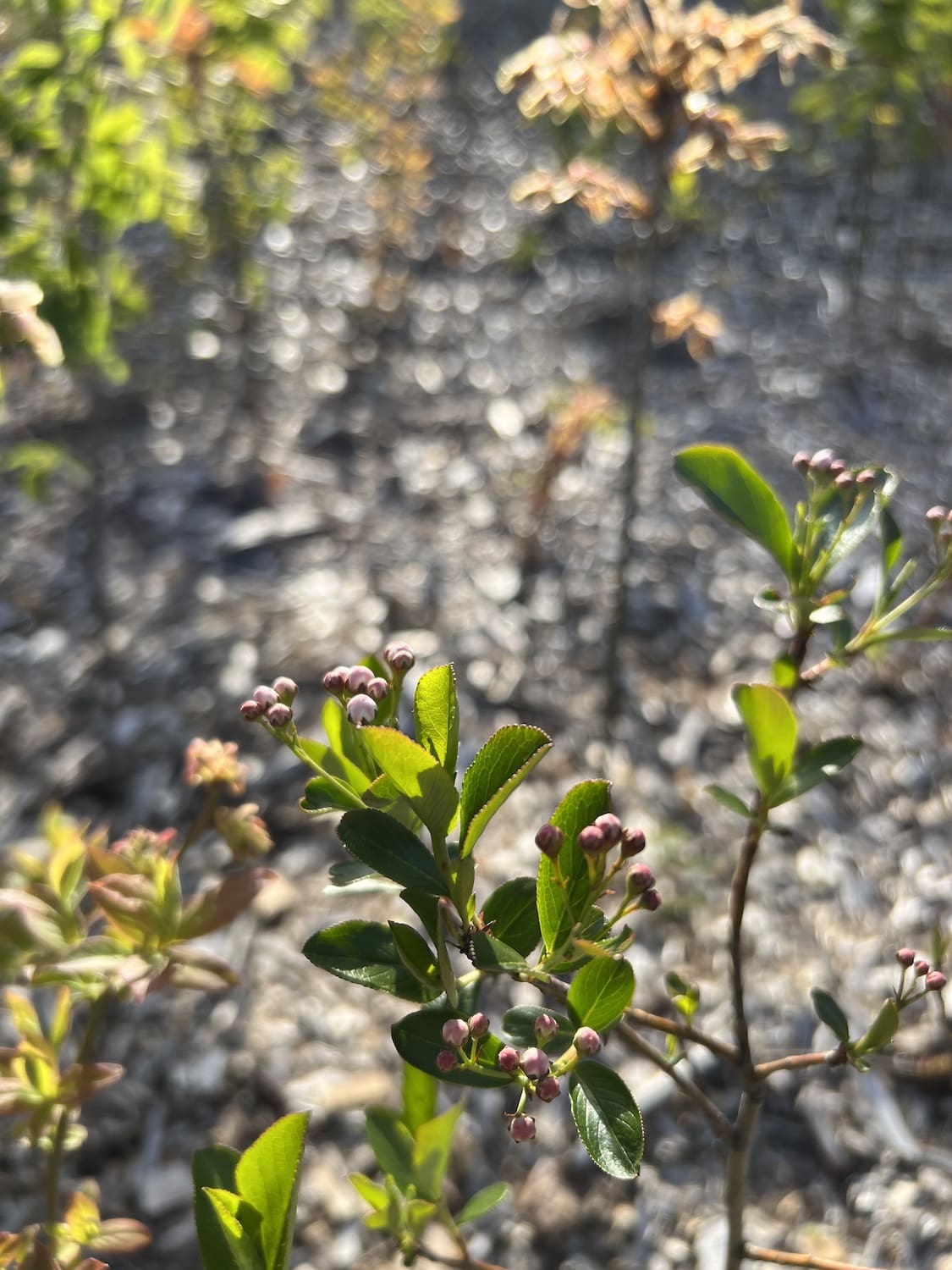 Danehy Park Forest - Biodiversity for a Livable Climate