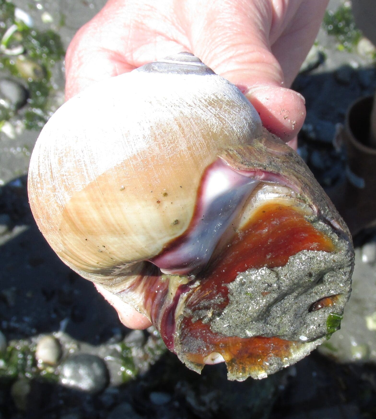 Featured Creature: Moon Snail - Biodiversity for a Livable Climate