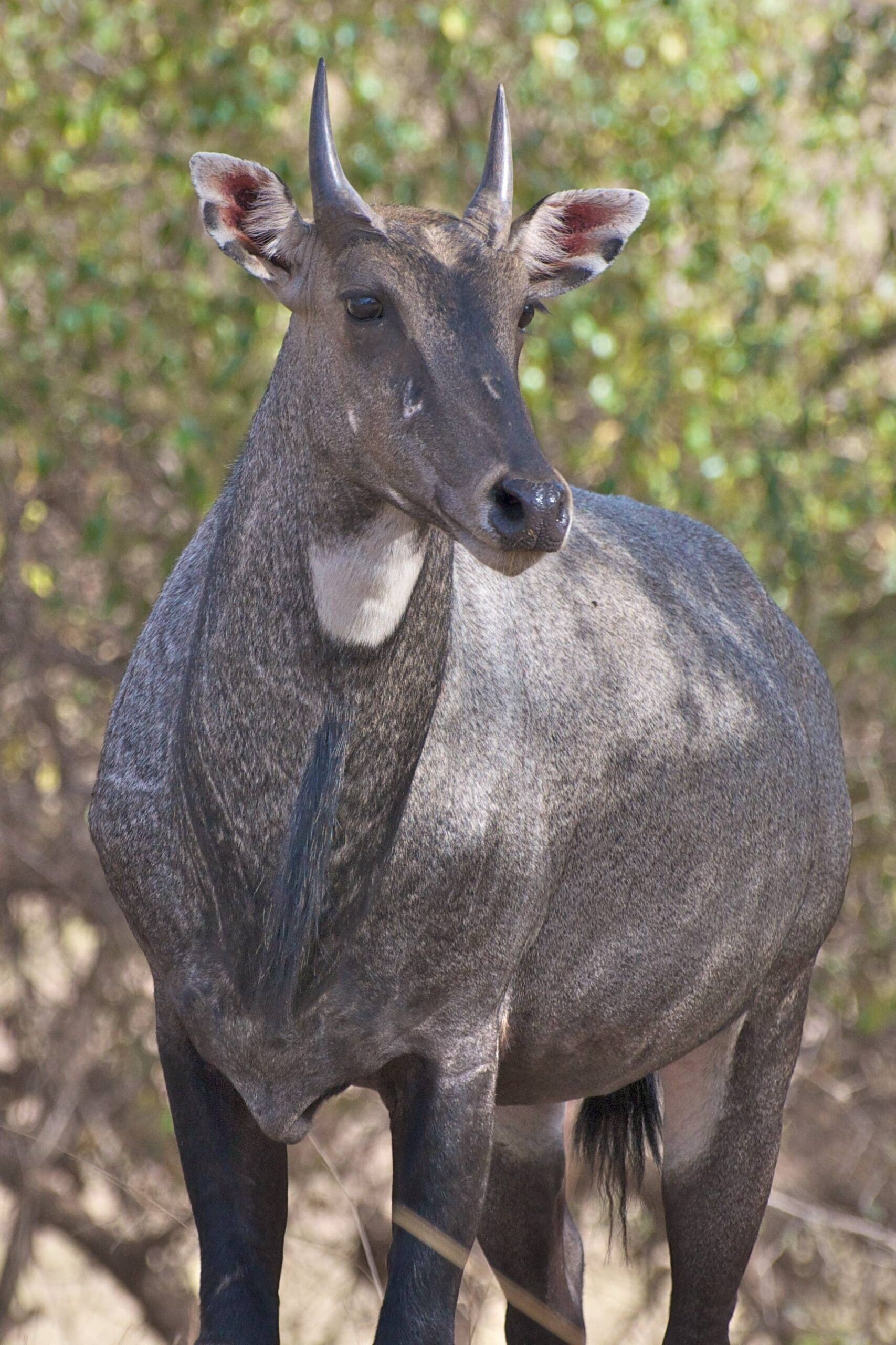Featured Creature: Nilgai - Biodiversity for a Livable Climate