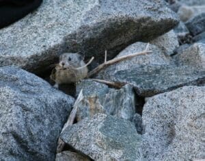 Featured Creature: Pika - Biodiversity for a Livable Climate