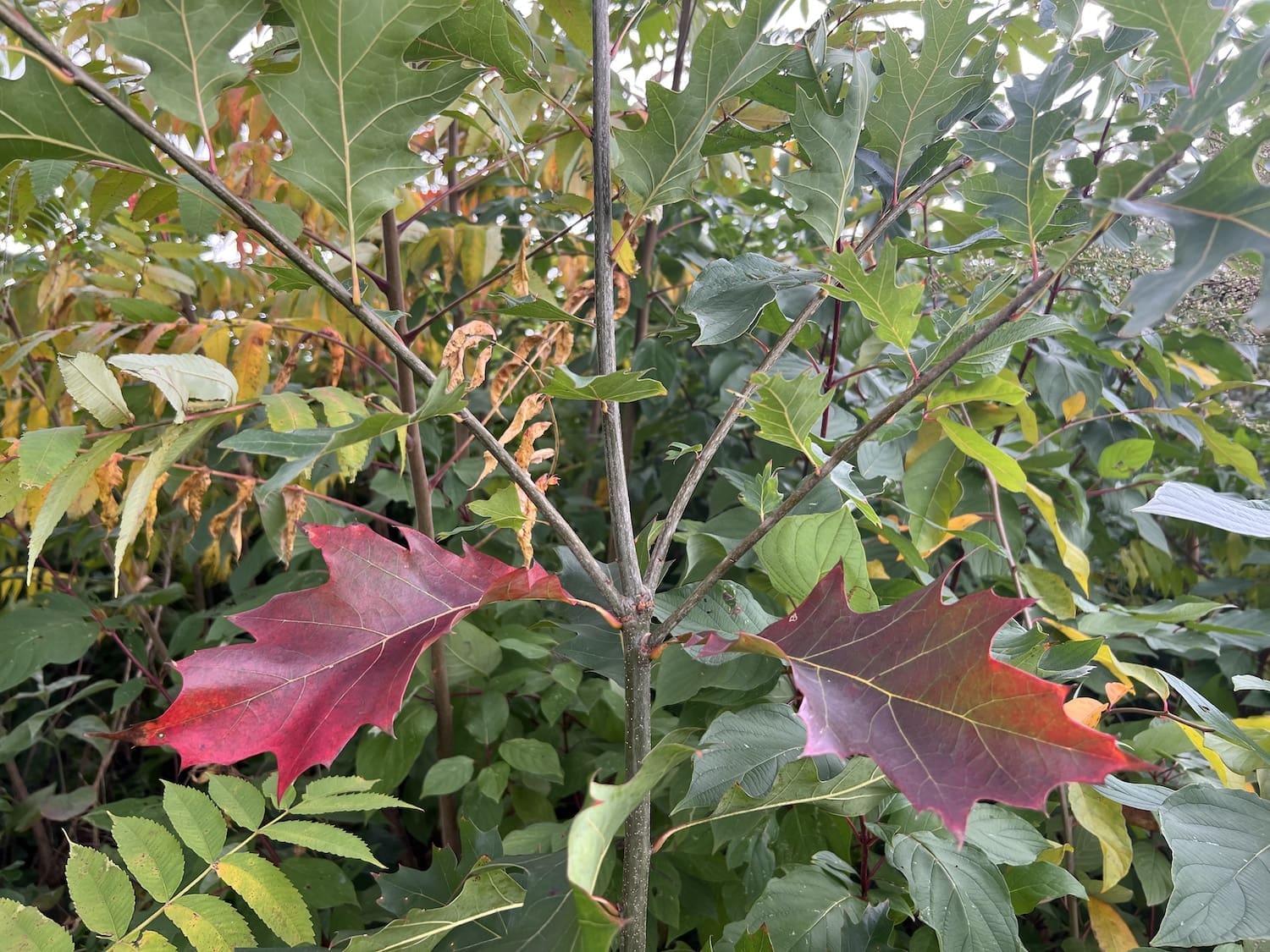 Featured Creature: Northern Red Oak - Biodiversity for a Livable Climate