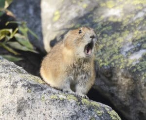 Featured Creature: Pika - Biodiversity for a Livable Climate
