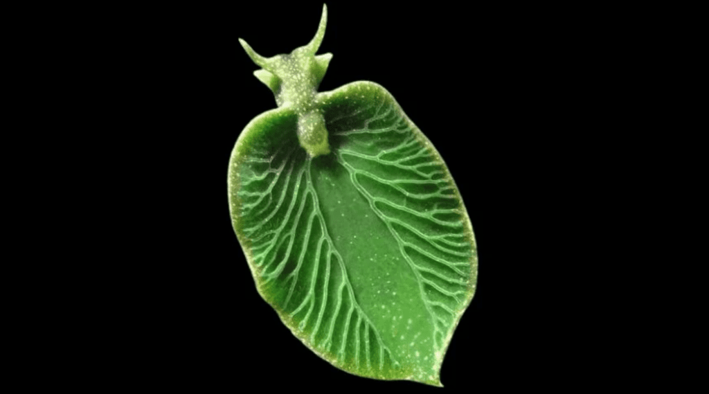 Featured Creature: Eastern Emerald Elysia - Biodiversity for a Livable ...