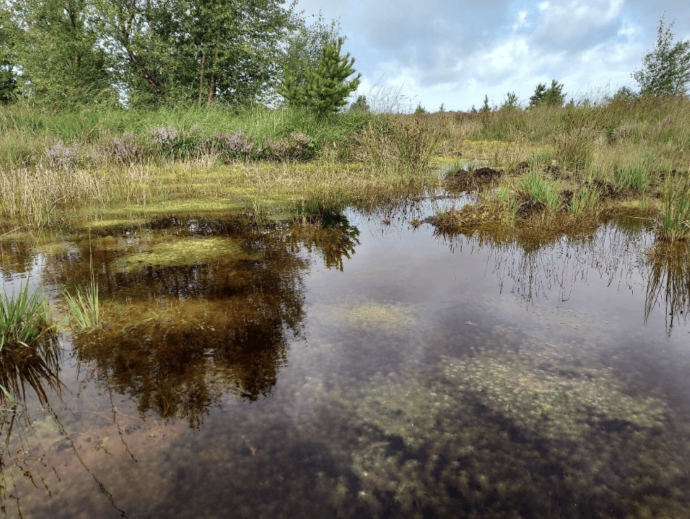 Featured Creature: Sphagnum moss - Biodiversity for a Livable Climate