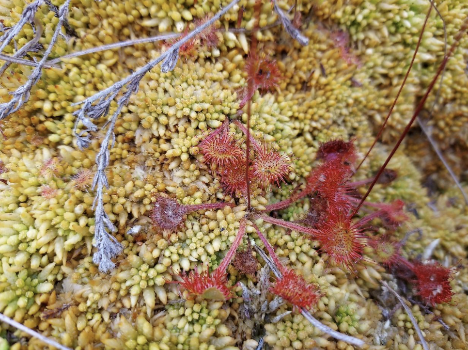 Featured Creature: Sphagnum moss - Biodiversity for a Livable Climate