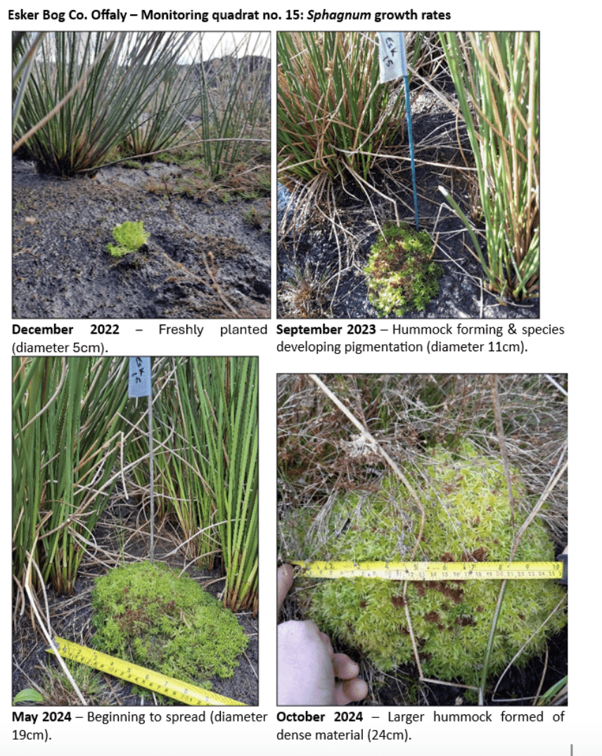 Featured Creature: Sphagnum moss - Biodiversity for a Livable Climate