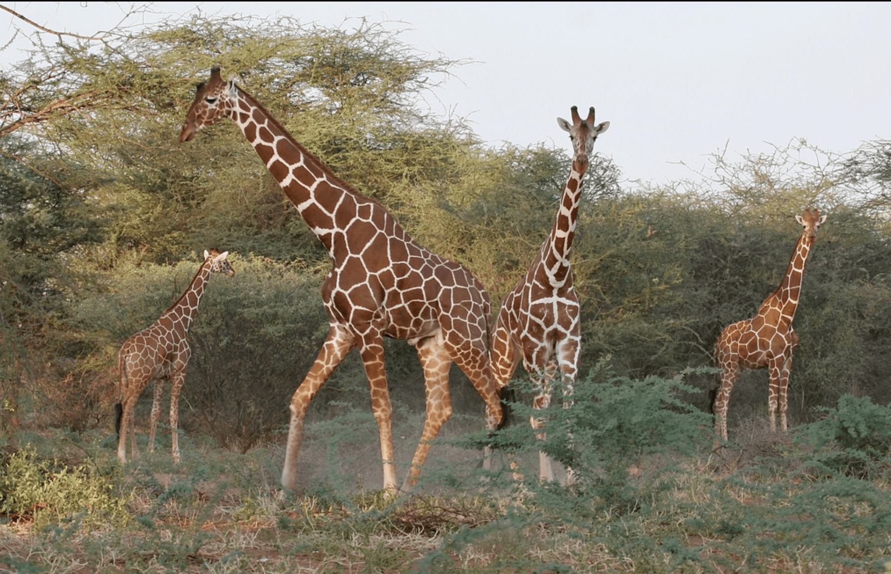 Featured Creature: Giraffes - Biodiversity for a Livable Climate