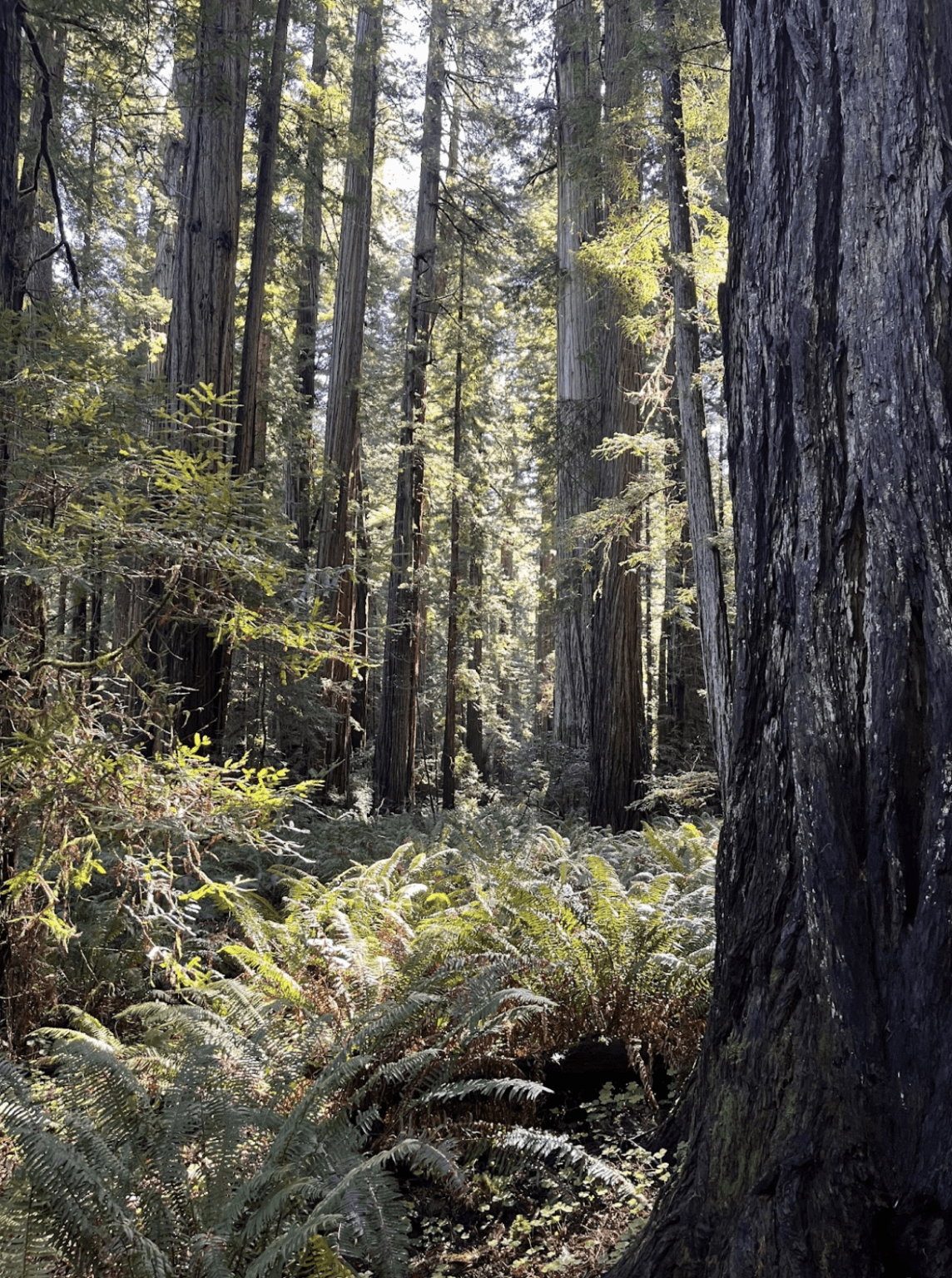 Featured Creature: Coast Redwood - Biodiversity for a Livable Climate