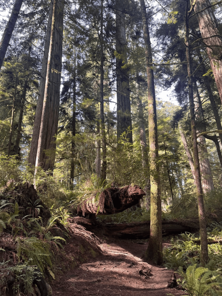 Featured Creature: Coast Redwood - Biodiversity for a Livable Climate