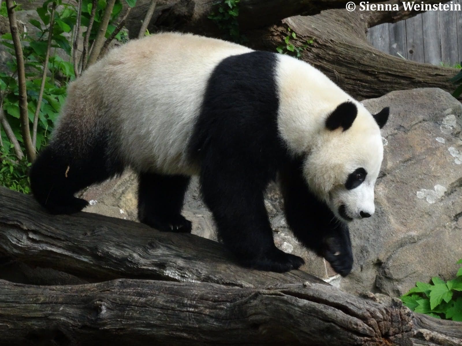 Featured Creature: Giant Panda - Biodiversity for a Livable Climate