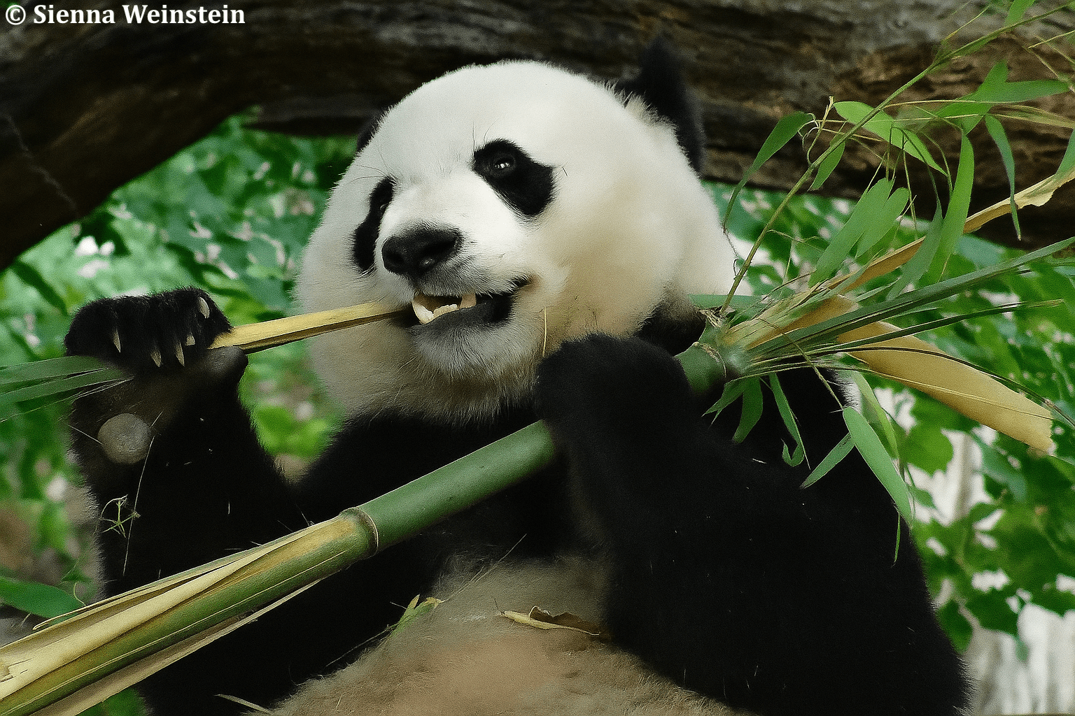 Featured Creature: Giant Panda - Biodiversity for a Livable Climate