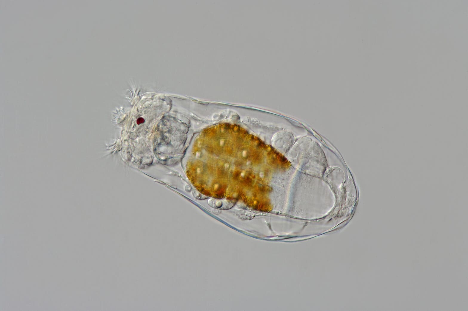 Featured Creature: Rotifers - Biodiversity for a Livable Climate
