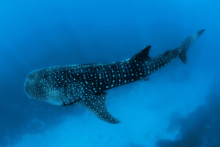 Featured Creature Whale Shark Biodiversity For A Livable Climate featured-creature-whale-shark-biodiversity-for-a-livable-climate