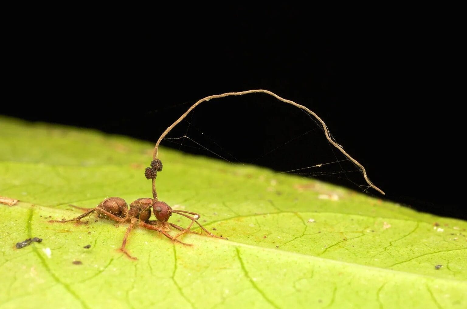 Featured Creature: Zombie Ant Fungus - Biodiversity for a Livable Climate