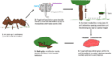 Featured Creature: Zombie Ant Fungus - Biodiversity for a Livable Climate