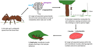 Featured Creature: Zombie Ant Fungus - Biodiversity for a Livable Climate