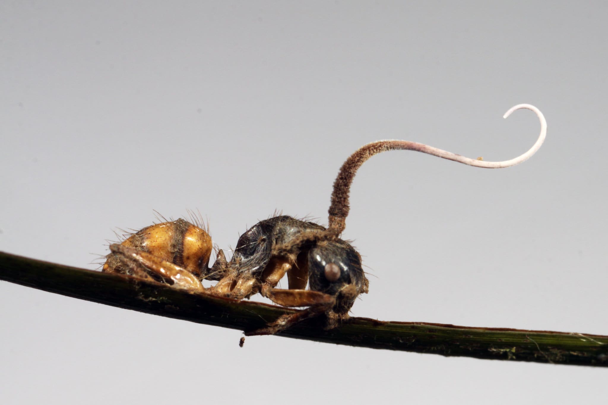 Featured Creature: Zombie Ant Fungus - Biodiversity for a Livable Climate