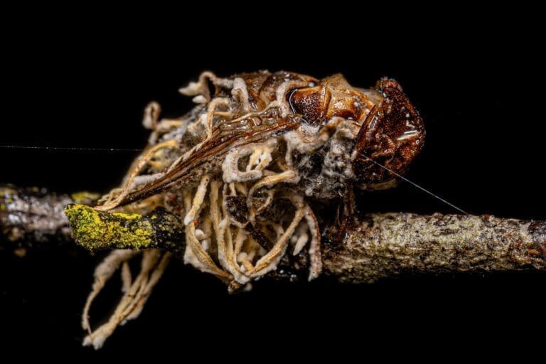Featured Creature: Zombie Ant Fungus - Biodiversity for a Livable Climate