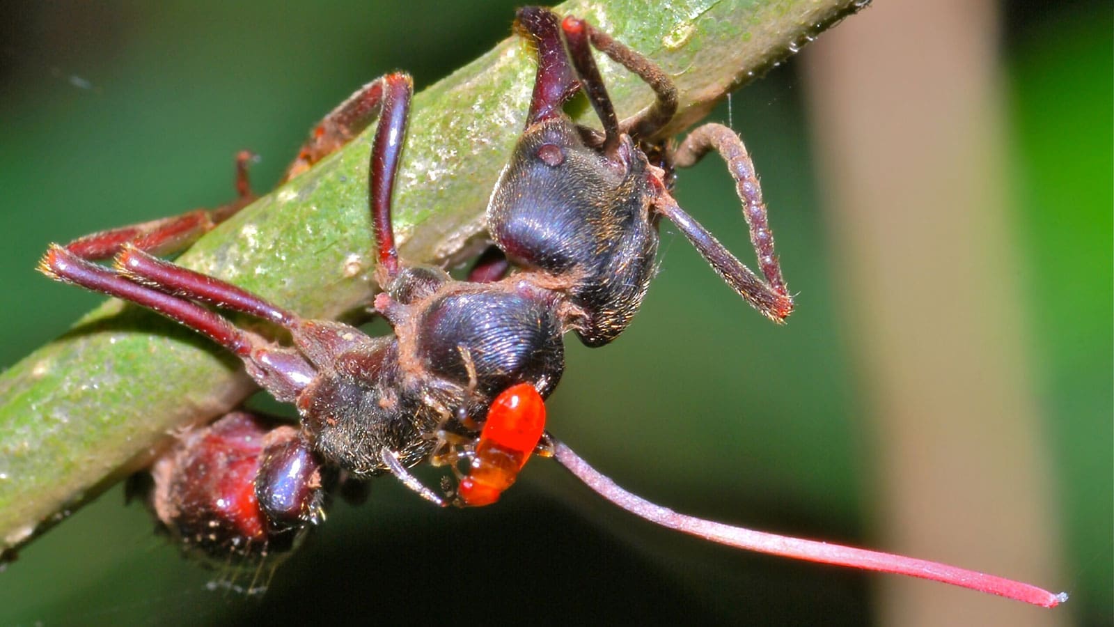 Featured Creature: Zombie Ant Fungus - Biodiversity for a Livable Climate