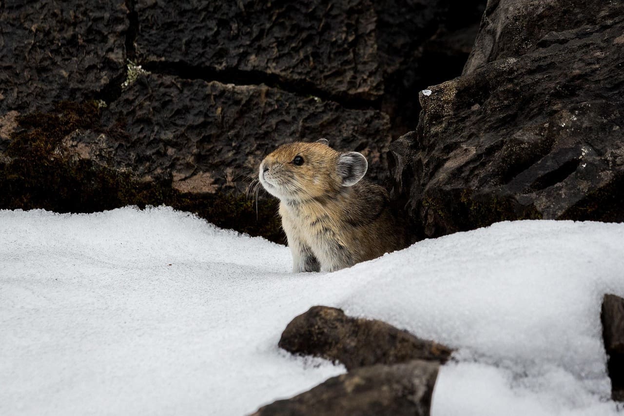 Featured Creature: Pika - Biodiversity for a Livable Climate