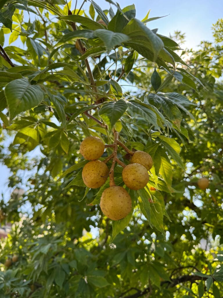 Featured Creature: Ohio Buckeye Tree - Biodiversity for a Livable Climate
