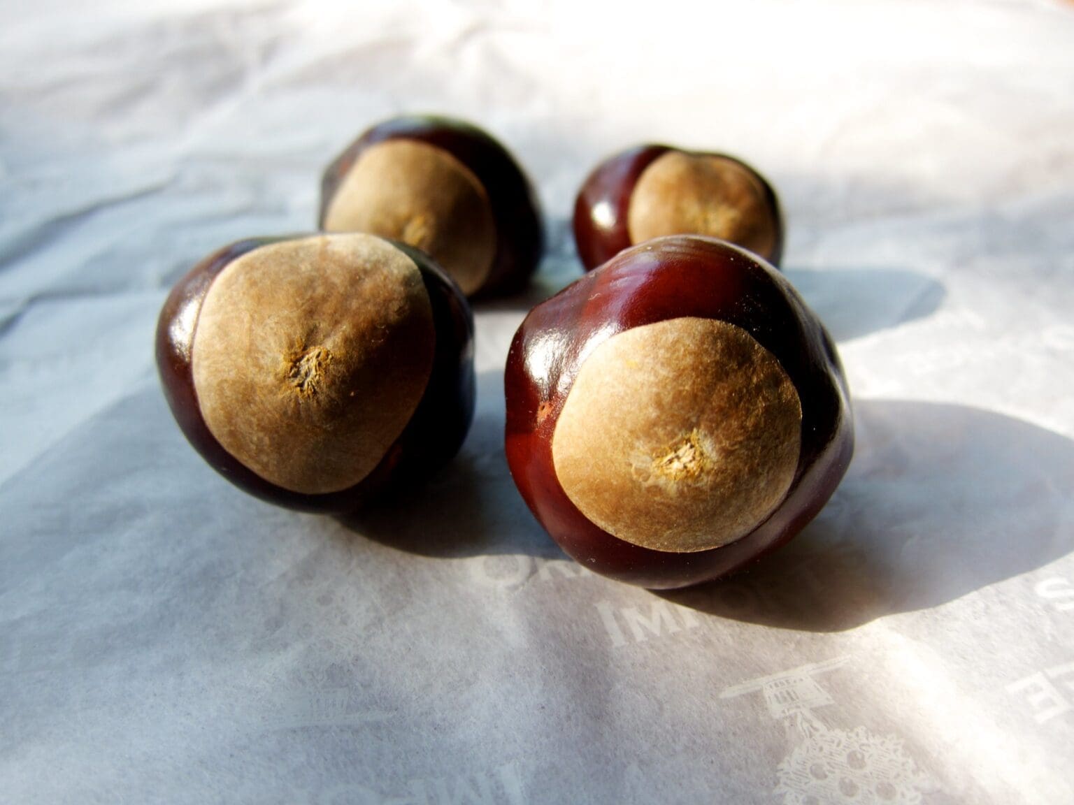 Featured Creature: Ohio Buckeye Tree - Biodiversity for a Livable Climate
