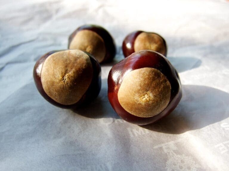 Featured Creature: Ohio Buckeye Tree - Biodiversity for a Livable Climate