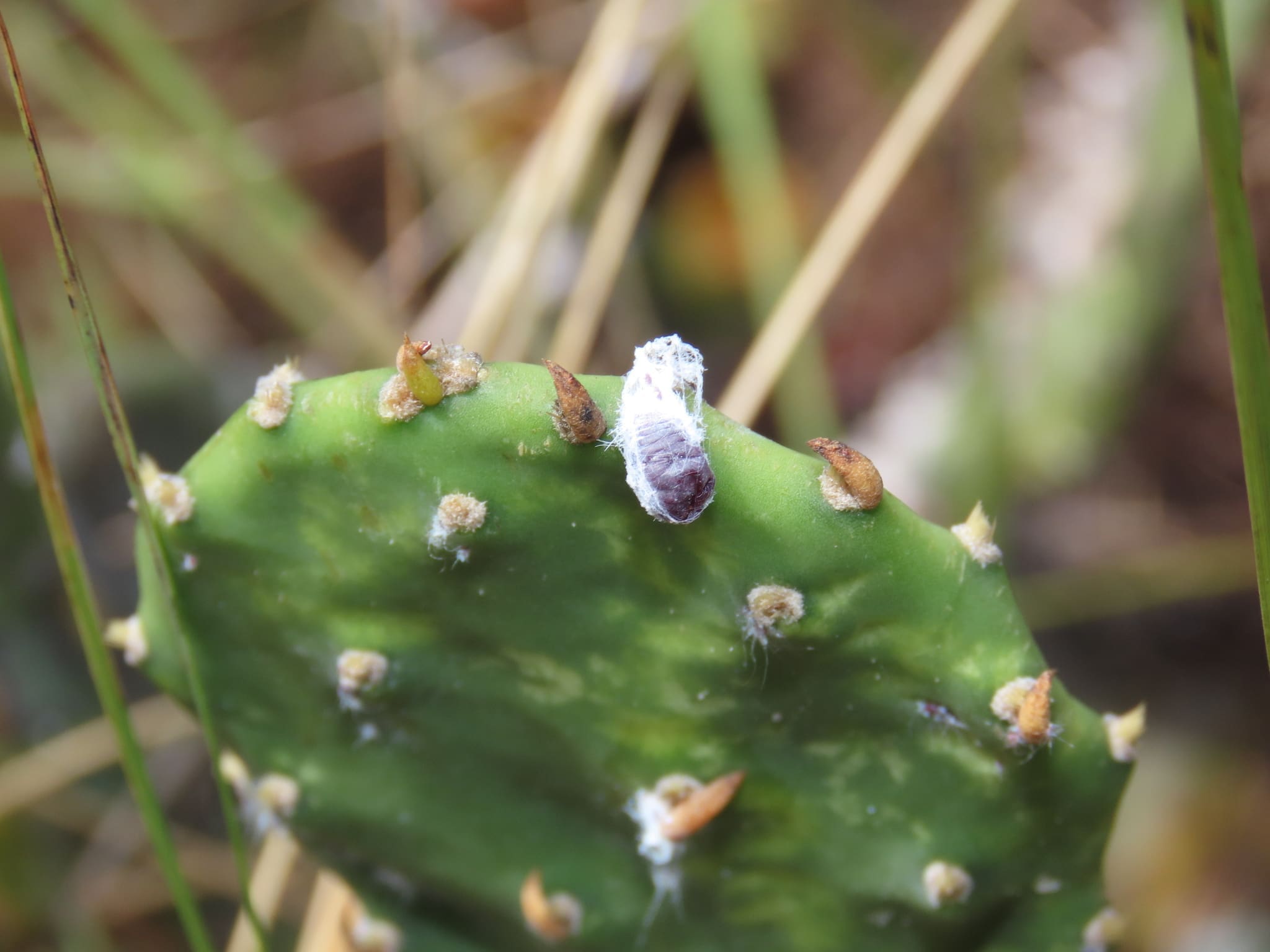Featured Creature: Prickly Pear Cactus - Biodiversity for a Livable Climate