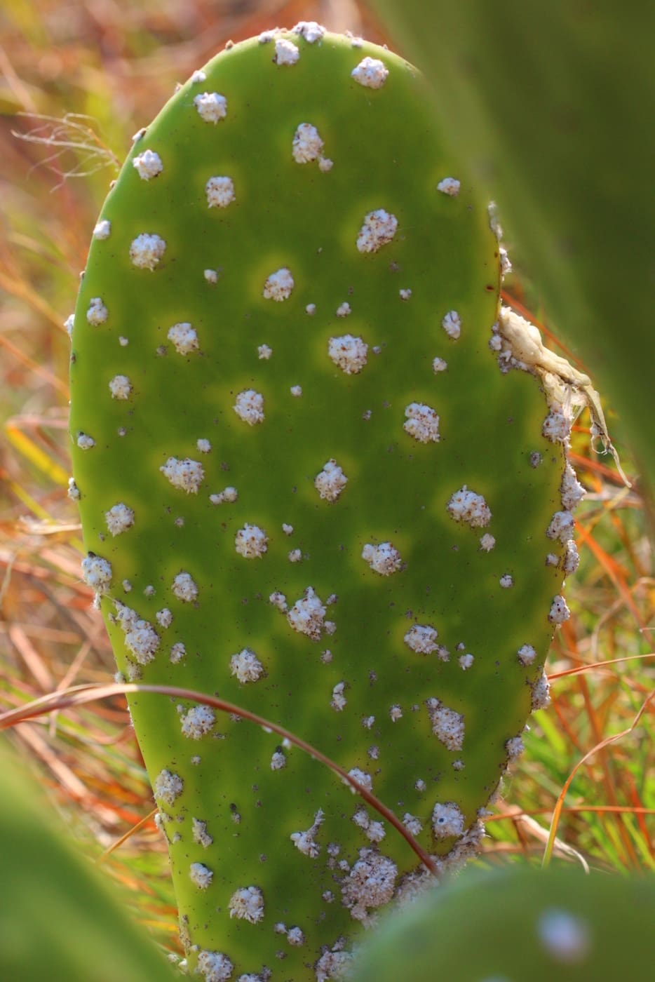 Featured Creature: Prickly Pear Cactus - Biodiversity for a Livable Climate