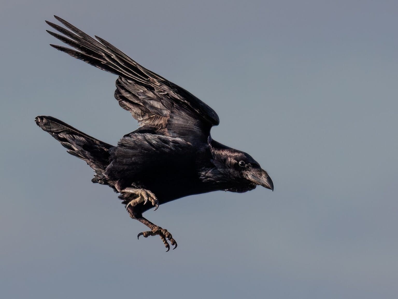 Featured Creature: Crow - Biodiversity for a Livable Climate