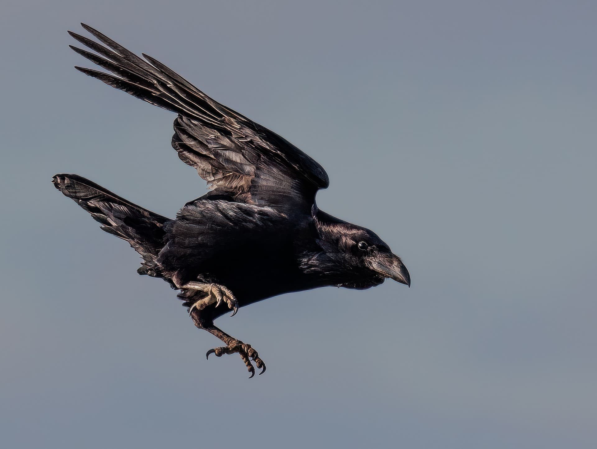 Featured Creature: Crow - Biodiversity for a Livable Climate