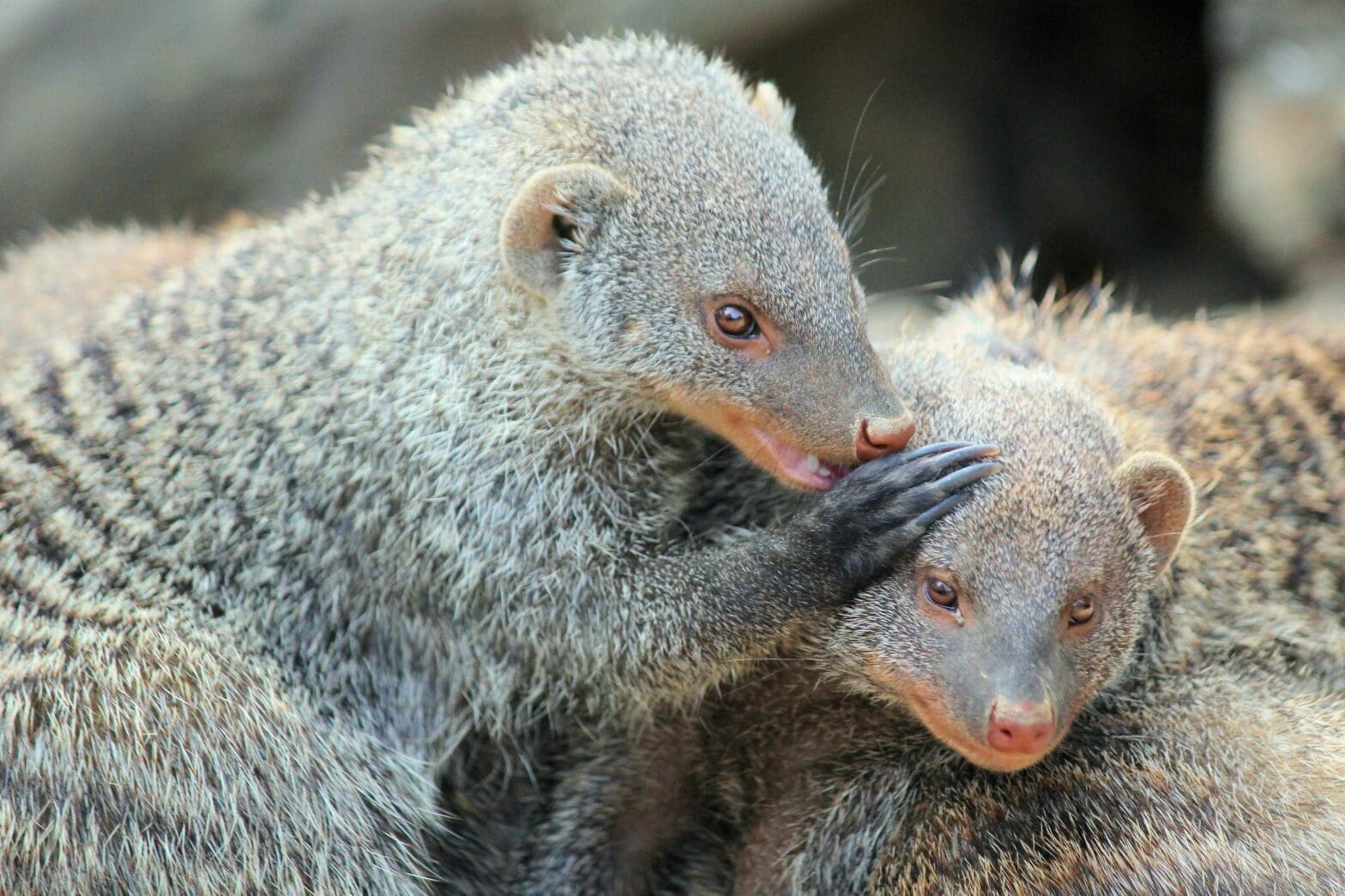 Featured Creature: Banded Mongoose - Biodiversity for a Livable Climate