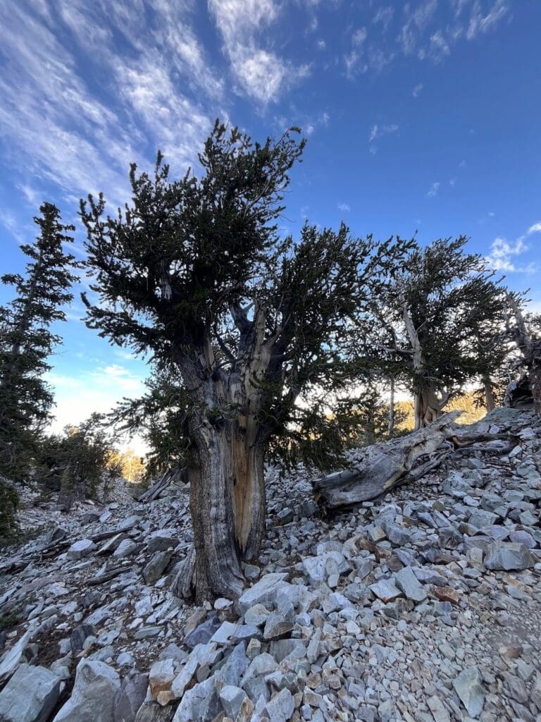 Featured Creature: Great Basin Bristlecone Pine - Biodiversity for a ...